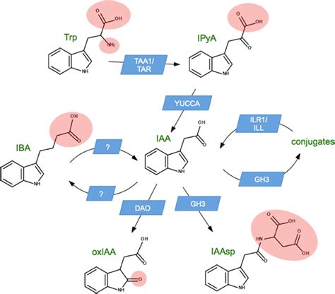 Frontiers Auxin Metabolism Rates And Implications For Plant Development
