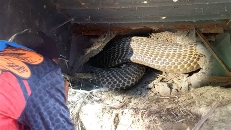 COBRA SA ILALIM NG TULAY SA SANTA RITA PAMPANGA JTG Kamandag YouTube