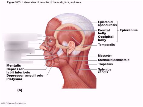 Ch 10 Lateral View Of Muscles Of The Scalp Face And Neck Diagram