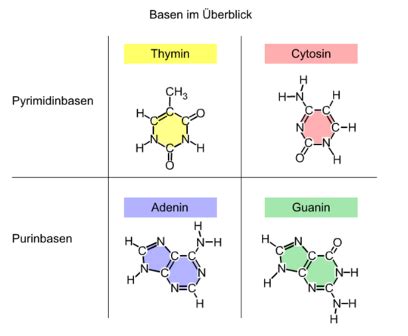 Bio Glossar Genetik Flashcards Quizlet