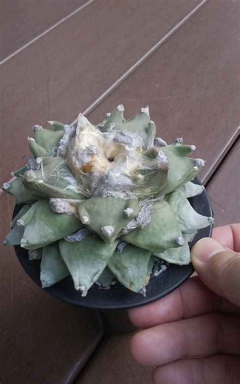 三角牡丹 三ツ疣花牡丹 うに博士の ゆらり サボテン研究室