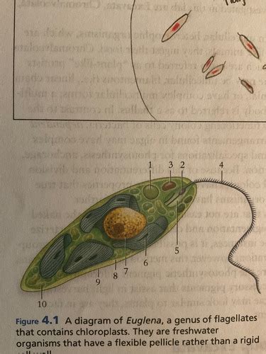 Lab 4 Protists Flashcards Quizlet
