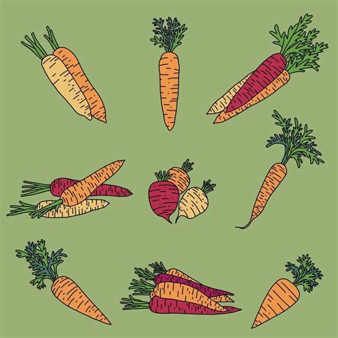Doodle dibujo a mano alzada de la colección de vegetales de zanahoria