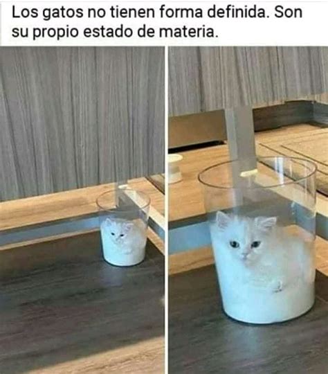 Los Gatos No Tienen Forma Definida Son Su Propio Estado De Materia