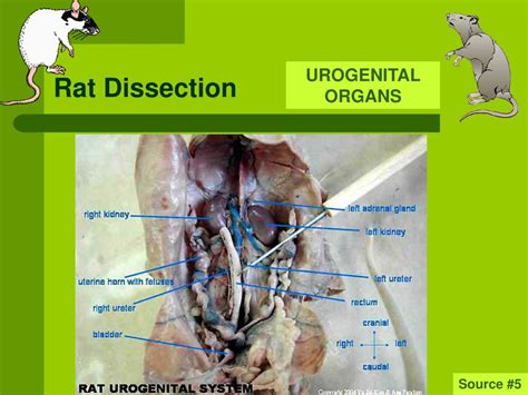 Male Rat Dissection Labeled