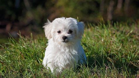 Ra As De Cachorro Confira As Mais Populares No Brasil