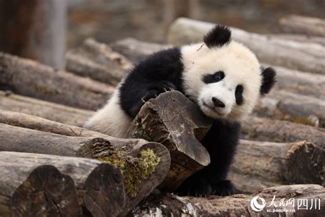 Twin Giant Panda Cubs Named In SW China S Sichuan 2 People S Daily