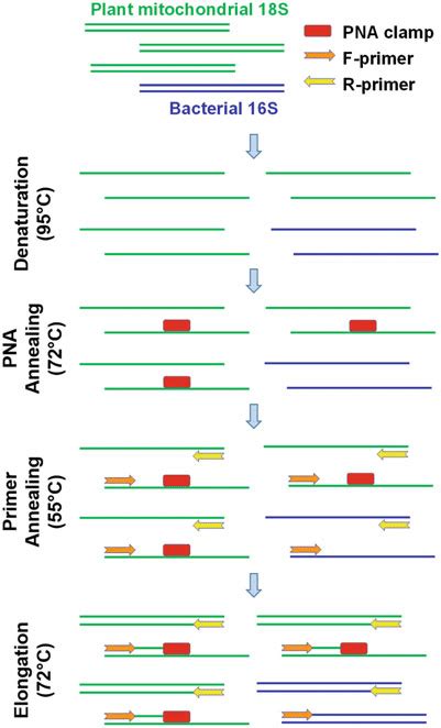 Description Of PNA Clamp Function Figure Shows A PCR With Primers That