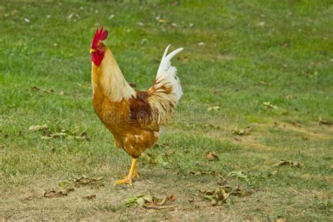 11 588 Live Chicken Stock Photos Free Royalty Free Stock Photos