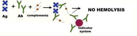 complement fixation test principle procedure result interpretation applications and