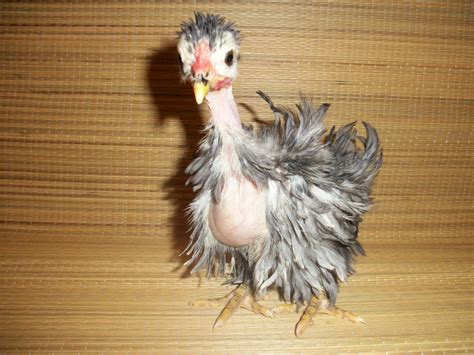 Naked Neck Turken Thread Page Backyard Chickens Learn How To