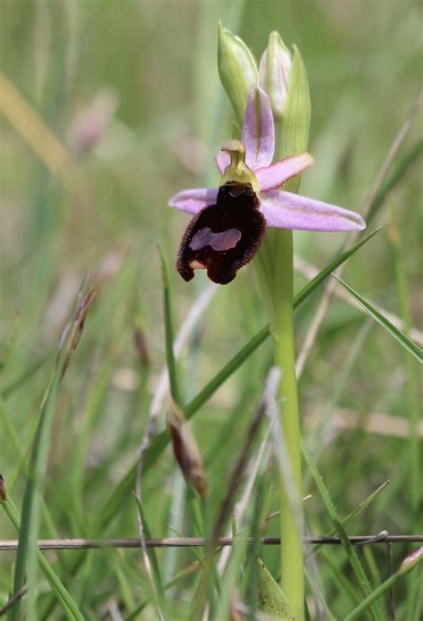 Ophrys Aurelia Etienne Vennetier Flickr