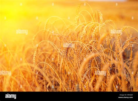 Gold Wheat Field Stock Photo Alamy
