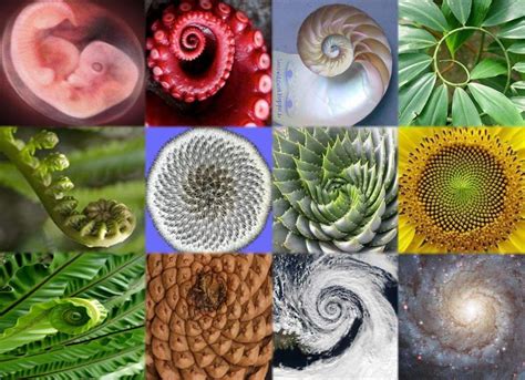 Fibonacci Esa Enigm Tica Y Pr Ctica S Rie Finect