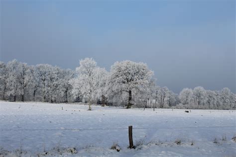 Bildet landskap tre natur snø kald vinter frost vær årstid