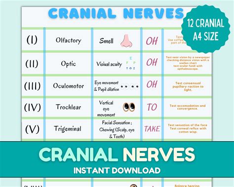 A Very Usefull CRANIAL NERVES Sheet PDF For Nurses Sheet Contain Eye