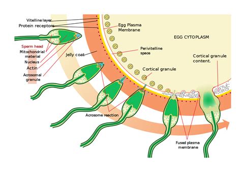 Diagrams Of Sperm And Egg Xxx Sex Photos Comments