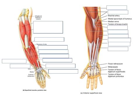 Arm Muscles Diagram Diagram Quizlet