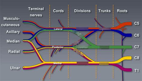 Diagram Of Brachial Plexus Divisions And Trunks Quizlet