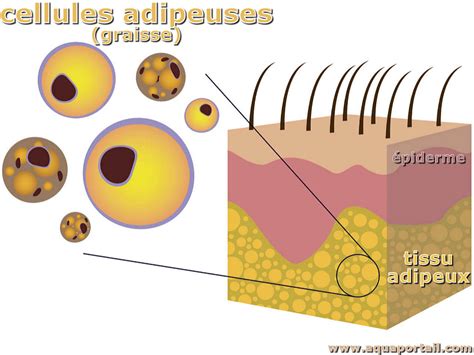 Adipeux définition et explications