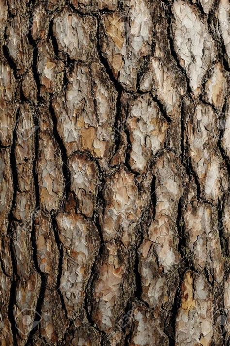 The Bark Of An Old Tree Is Brown
