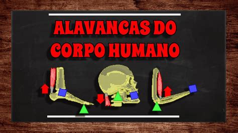BIOMECÂNICA ENTENDA O SISTEMA DE ALAVANCAS MUSCULARES YouTube