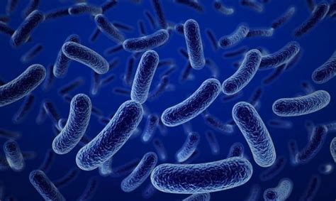 Alarma En La OMS Frente A Resistencias Bacterianas Noticias Y
