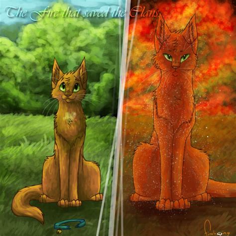 Rusty To Firestar Forever Warriors Cats Fan Art Fanpop