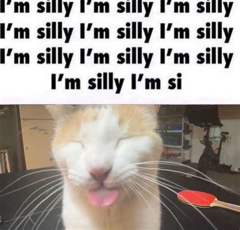 Silly Cats Know Your Meme