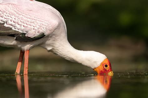 Best Wildlife Cameras Uk Norah Klarrisa