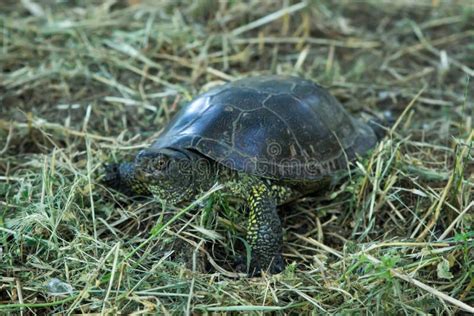 La Tortuga Camina Sobre La Hierba En La Naturaleza Naturaleza Viva