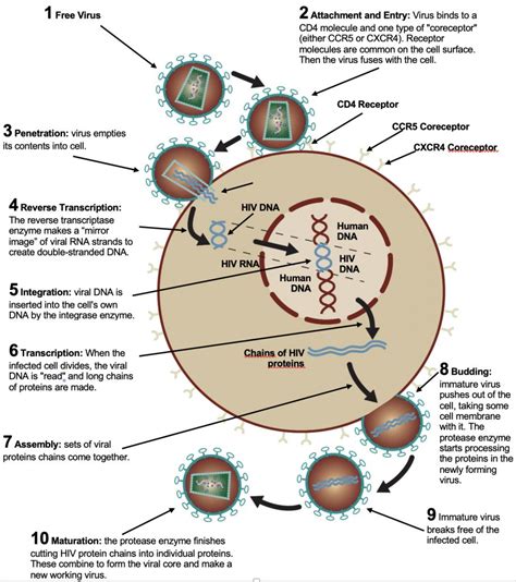 HIV Life Cycle International Association Of Providers Of AIDS Care