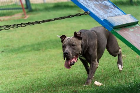 Cachorro Pit Bull De Nariz Azul Brincando E Se Divertindo No Parque