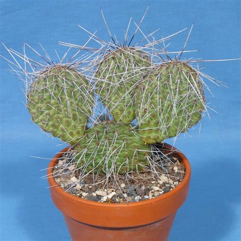 Opuntia Wibke blühfähig Kakteen Gautschi