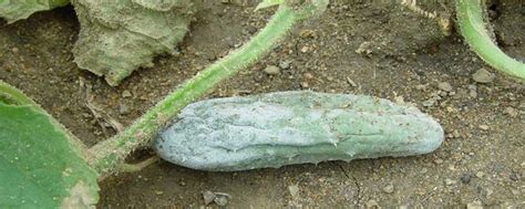 C Mo El Manejo Integrado De Plagas Ha Impulsado El Cultivo De Pepino