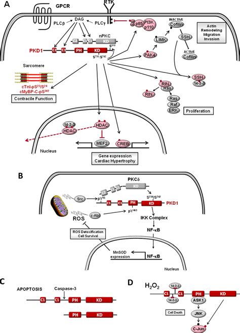 Pkd Activation Mechanisms A G Protein Coupled Receptors Gpcrs And