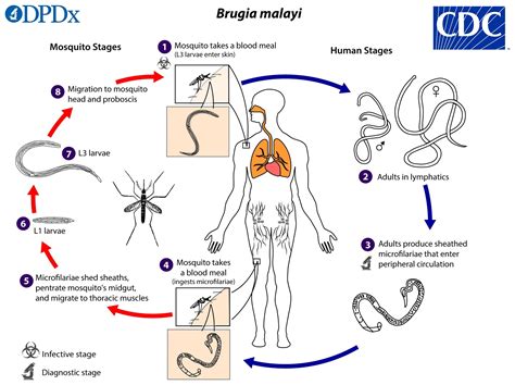 Intermediate Host Definition And Examples Biology Online Dictionary