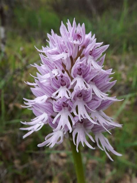 Wild Nature Of The Cantabrian Mountains Spain A New Location Of The