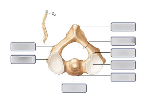Cervical Vertebrae Axis Superior View C Diagram Quizlet