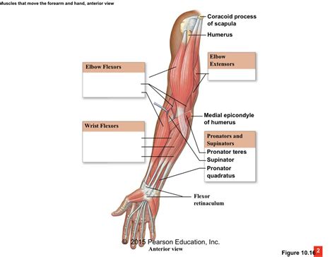 Muscles Of The Forearm Labeled Poster Zazzle Lupon Gov Ph