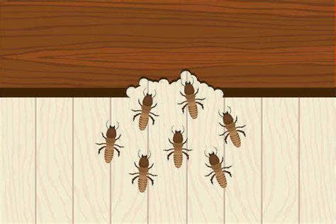 Insecte Mangeur De Bois Maison Ventana Blog