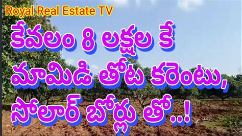 Land For Sale Mango Garden For Sale Nellore District Land Real
