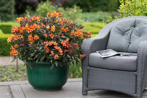 Plantes vivaces en pot 5 idées pour un extérieur coloré tout l été