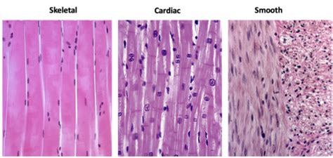 Histology Muscles Flashcards Quizlet