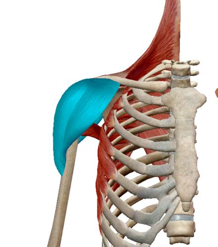 Muscles Of The Upper Limb Flashcards Quizlet