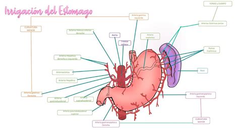 Irrigación del estomago y clasificación de Forrest Medicina