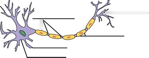 A Typical Neuron Diagram Quizlet