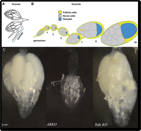 A Line Drawing Of Typical Fly Ovary Morphology Ovaries Are Composed