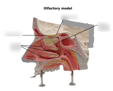 Figure Olfactory Diagram Quizlet
