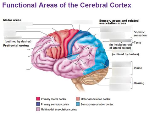 Functional Areas Of The Cerebral Cortex Diagram Quizlet
